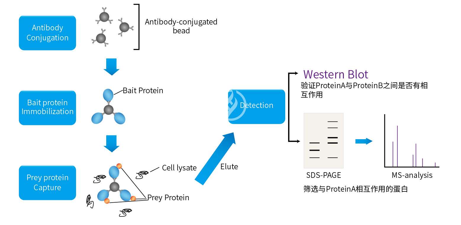 Co-IP免疫共沉淀_安布瑞生物 原代培养/细胞敲除膜/模式动物/专业实验外包服务！ - _致力成为中国动物试验领跑品牌！