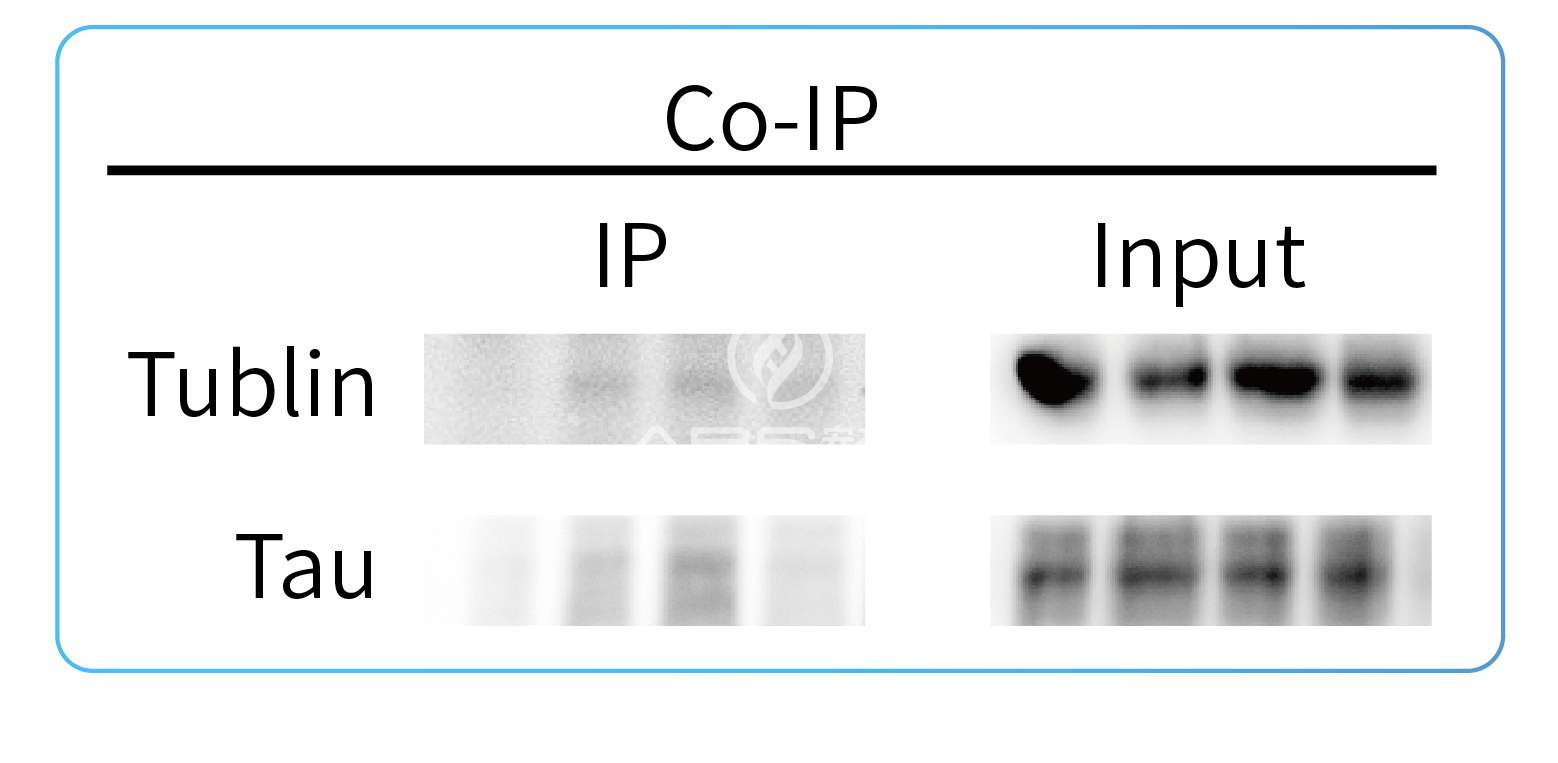 Co-IP免疫共沉淀_安布瑞生物 原代培养/细胞敲除膜/模式动物/专业实验外包服务！ - _致力成为中国动物试验领跑品牌！